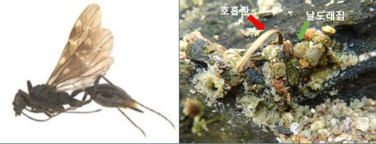 맑은 물에 잠수해 다른 곤충에 알 낳는 ‘물벌’ 신종 발견 : 네이버 블로그